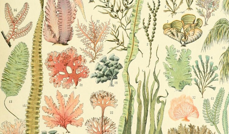 The Character of Literary Criticism / Posthuman Character as ...