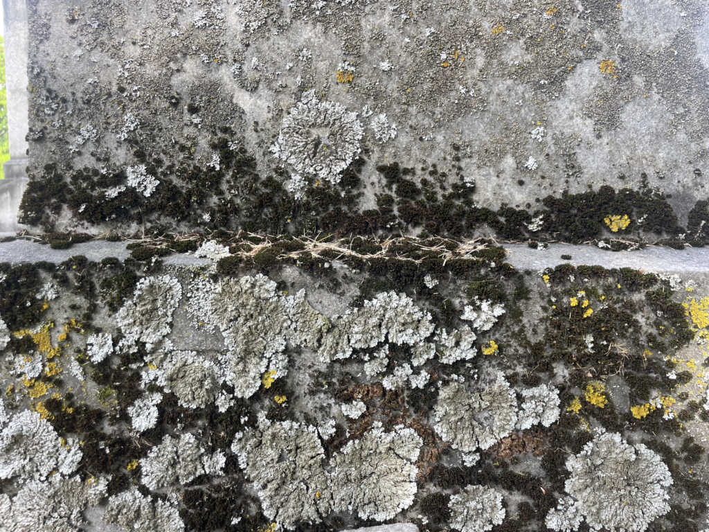 Graphic Formalism / Lichen Elegy / Shannon Mattern - ASAP/Review